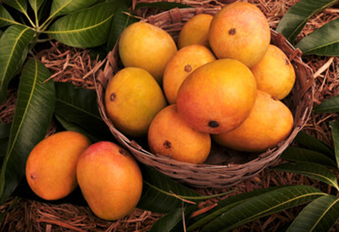About Us - MMM Mangoes